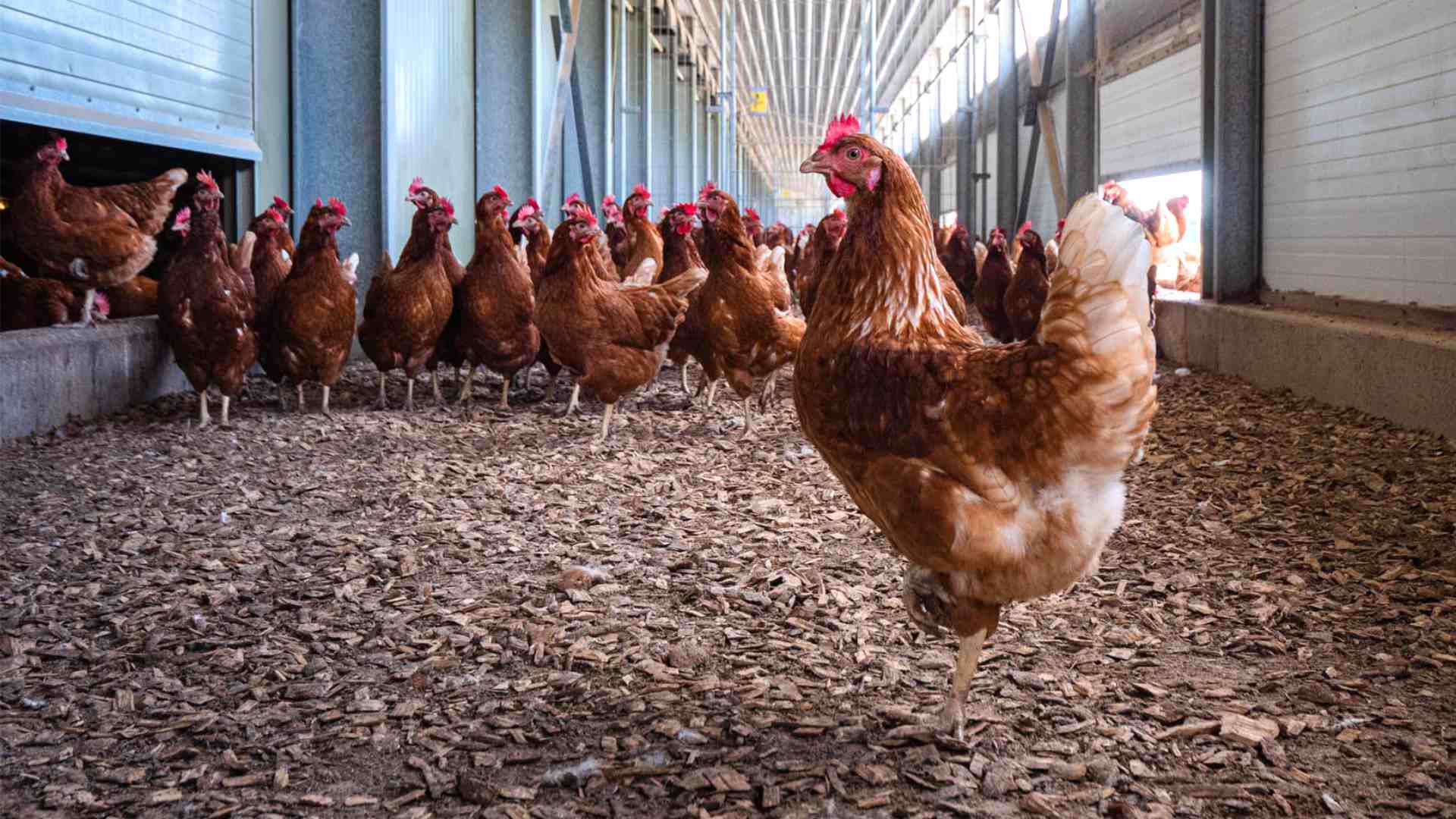 Egg Farming Types - Egg Producers Federation